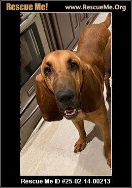 - Wisconsin Dog Rescue - ADOPTIONS - Rescue Me!