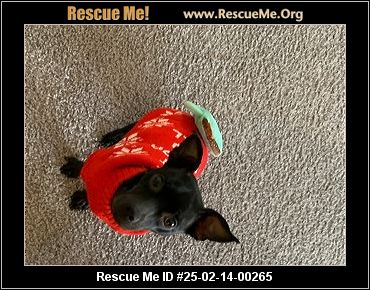 - Florida Miniature Pinscher Rescue - ADOPTIONS - Rescue Me!
