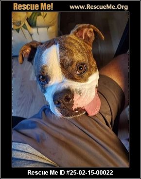 - Florida Bulldog Rescue - ADOPTIONS - Rescue Me!