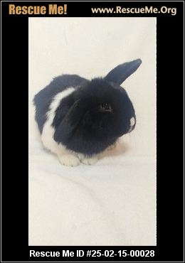 - California Rabbit Rescue - ADOPTIONS - Rescue Me!