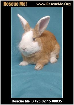 - California Rabbit Rescue - ADOPTIONS - Rescue Me!