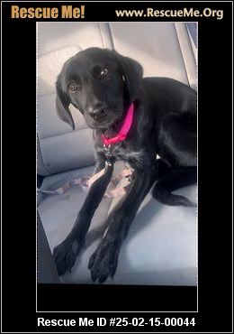 - Texas Mutt Rescue - ADOPTIONS - Rescue Me!