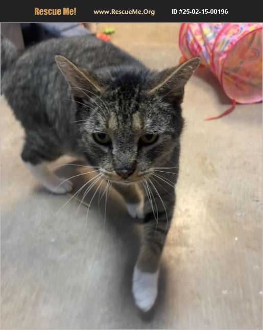 ADOPT 25021500196 ~ Domestic Cat Rescue ~ Howell Township, NJ