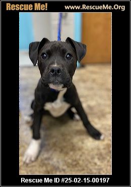 - Texas Boxer Rescue - ADOPTIONS - Rescue Me!