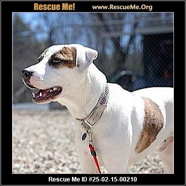 - Massachusetts Dog Rescue - ADOPTIONS - Rescue Me!