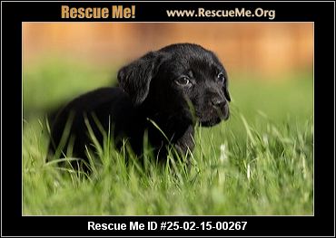 - California Lab Rescue - ADOPTIONS - Rescue Me!