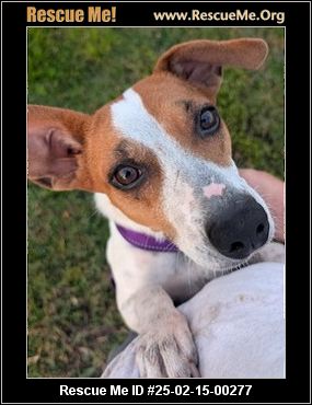 - Florida Jack Russell Rescue - ADOPTIONS - Rescue Me!