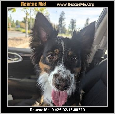 - California Border Collie Rescue - ADOPTIONS - Rescue Me!