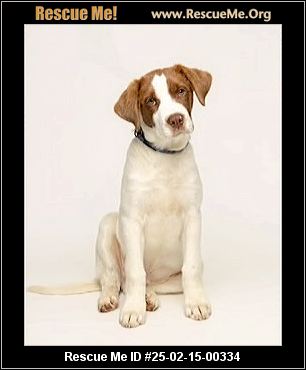 - Texas Saint Bernard Rescue - ADOPTIONS - Rescue Me!