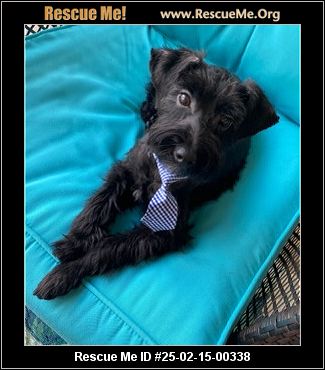 - Florida Schnauzer Rescue - ADOPTIONS - Rescue Me!