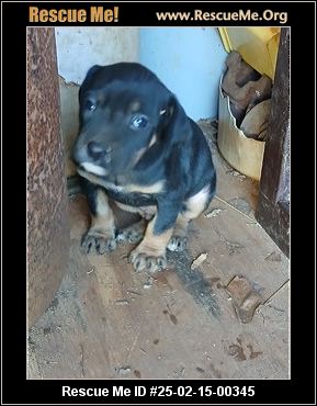 - South Carolina Dog Rescue - ADOPTIONS - Rescue Me!