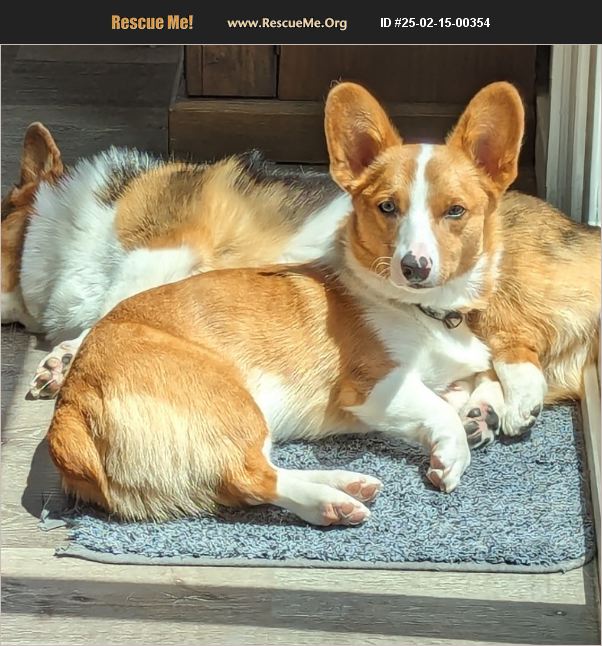 ADOPT 25021500354 ~ Corgi Rescue ~ Oceanside, CA