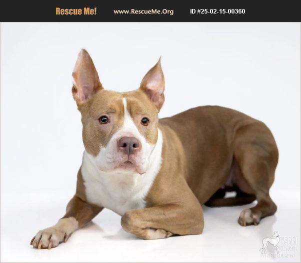 ADOPT 25021500360 ~ American Staffordshire Terrier Rescue ~ Salem, OR