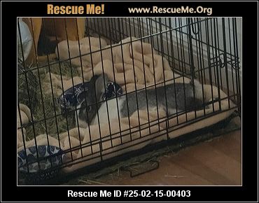 - California Rabbit Rescue - ADOPTIONS - Rescue Me!