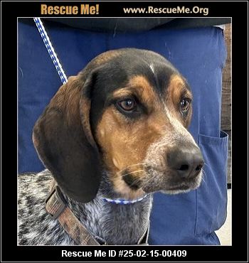 - Colorado Dog Rescue - ADOPTIONS - Rescue Me!