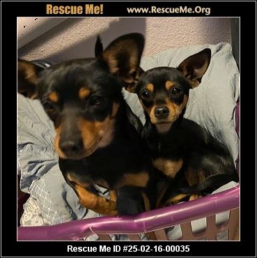 - California Miniature Pinscher Rescue - ADOPTIONS - Rescue Me!
