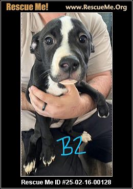 - North Carolina Dog Rescue - ADOPTIONS - Rescue Me!