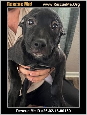 - North Carolina Dog Rescue - ADOPTIONS - Rescue Me!