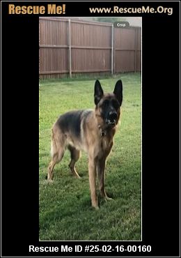 - Texas German Shepherd Rescue - ADOPTIONS - Rescue Me!