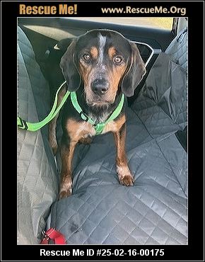 - New York Dog Rescue - ADOPTIONS - Rescue Me!