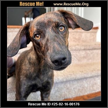 - Virginia Dog Rescue - ADOPTIONS - Rescue Me!