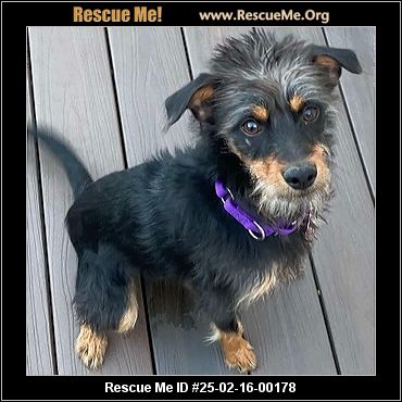 - Virginia Yorkie Rescue - ADOPTIONS - Rescue Me!