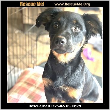 - Virginia Australian Shepherd Rescue - ADOPTIONS - Rescue Me!