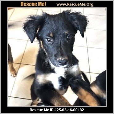 - Virginia Australian Shepherd Rescue - ADOPTIONS - Rescue Me!