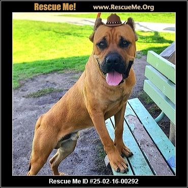 - California Mastiff Rescue - ADOPTIONS - Rescue Me!