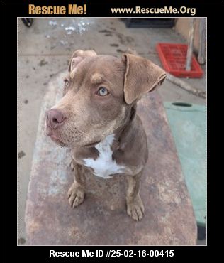 - California American Bulldog Rescue - ADOPTIONS - Rescue Me!