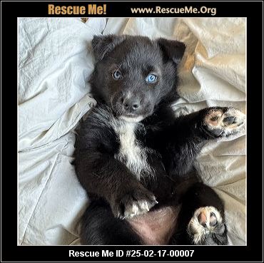 - California Siberian Husky Rescue - ADOPTIONS - Rescue Me!
