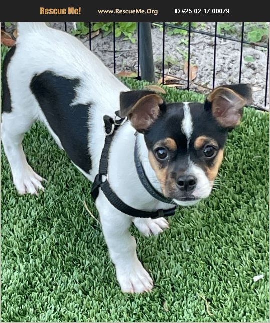 ADOPT 25021700079 ~ Jack Russell Rescue ~ Sarasota, FL