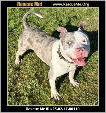 - Texas Pit Bull Rescue - ADOPTIONS - Rescue Me!