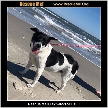 - Pennsylvania Beagle Rescue - ADOPTIONS - Rescue Me!