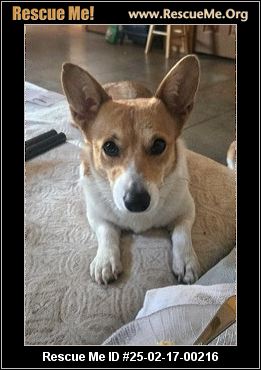 - Texas Corgi Rescue - ADOPTIONS - Rescue Me!