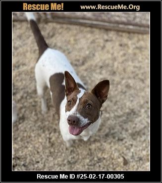 - Florida Jack Russell Rescue - ADOPTIONS - Rescue Me!