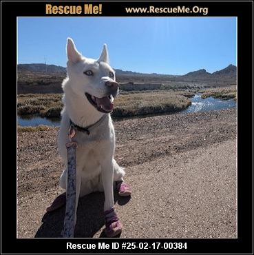 - Nevada Dog Rescue - ADOPTIONS - Rescue Me!