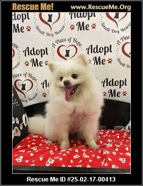 - Florida Pomeranian Rescue - ADOPTIONS - Rescue Me!