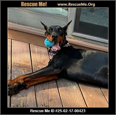 - Virginia Doberman Pinscher Rescue - ADOPTIONS - Rescue Me!