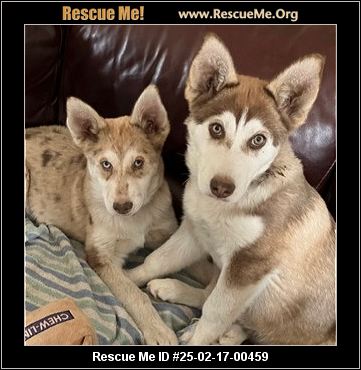 - California Siberian Husky Rescue - ADOPTIONS - Rescue Me!