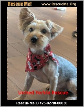 - Texas Yorkie Rescue - ADOPTIONS - Rescue Me!