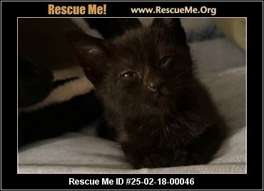 - Virginia Cat Rescue - ADOPTIONS - Rescue Me!