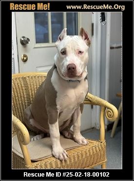 - New Jersey American Bulldog Rescue - ADOPTIONS - Rescue Me!