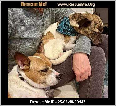 - Virginia Dog Rescue - ADOPTIONS - Rescue Me!