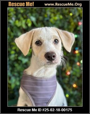 - California Border Terrier Rescue - ADOPTIONS - Rescue Me!