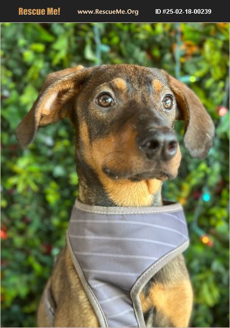ADOPT 25021800239 ~ German Pinscher Rescue ~ Carlsbad, CA