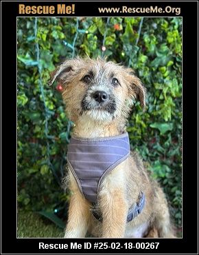 - California Border Terrier Rescue - ADOPTIONS - Rescue Me!