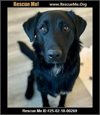 - Colorado Lab Rescue - ADOPTIONS - Rescue Me!