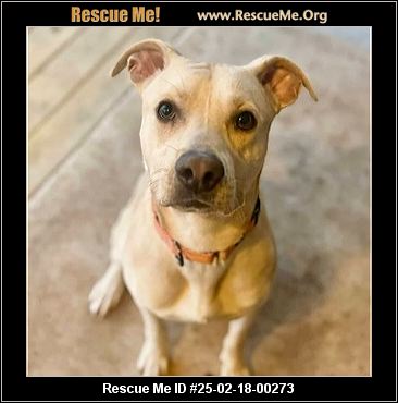 - Colorado Dog Rescue - ADOPTIONS - Rescue Me!