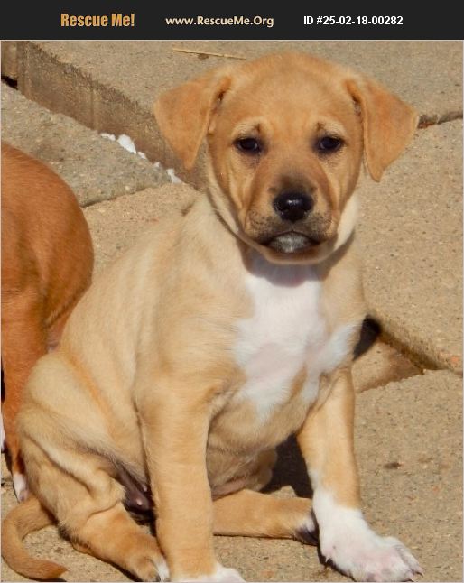 ADOPT 25021800282 ~ Lab Rescue ~ Mead, CO